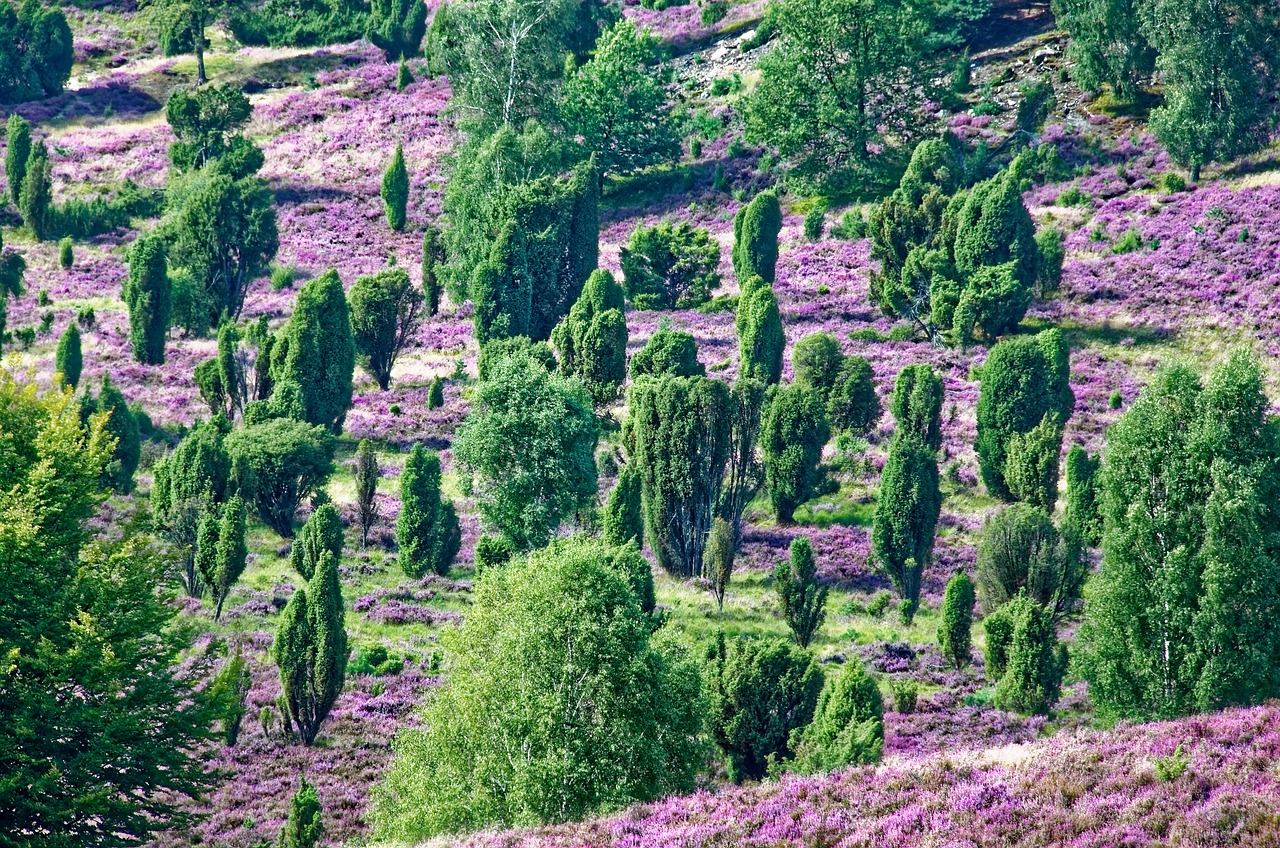 CenterParcs Bispinger Heide: Erlebt die bezaubernde Natur der Heide ...